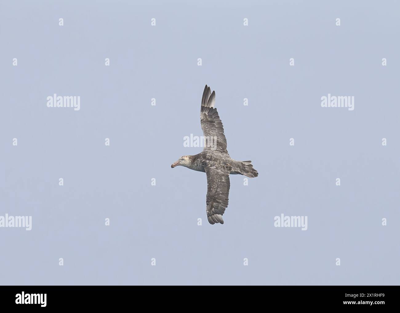 Petrel Northern Giant (Macronectes halli) in flight across the Southern ...