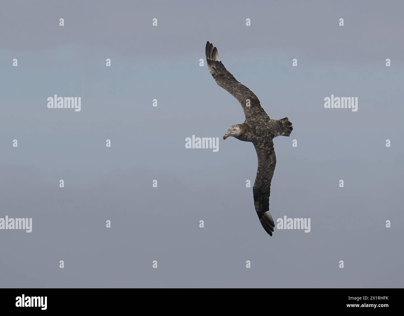 Petrel Northern Giant (Macronectes halli) in flight across the Southern ...