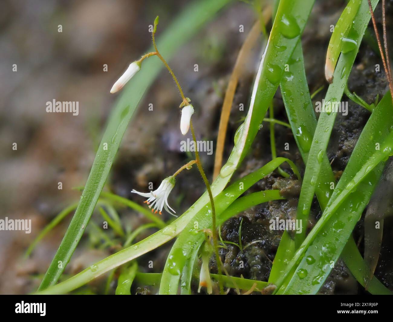 Aletris species hi-res stock photography and images - Alamy