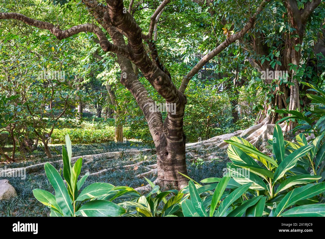 The banyan tree with a lush root system in the park Stock Photo - Alamy