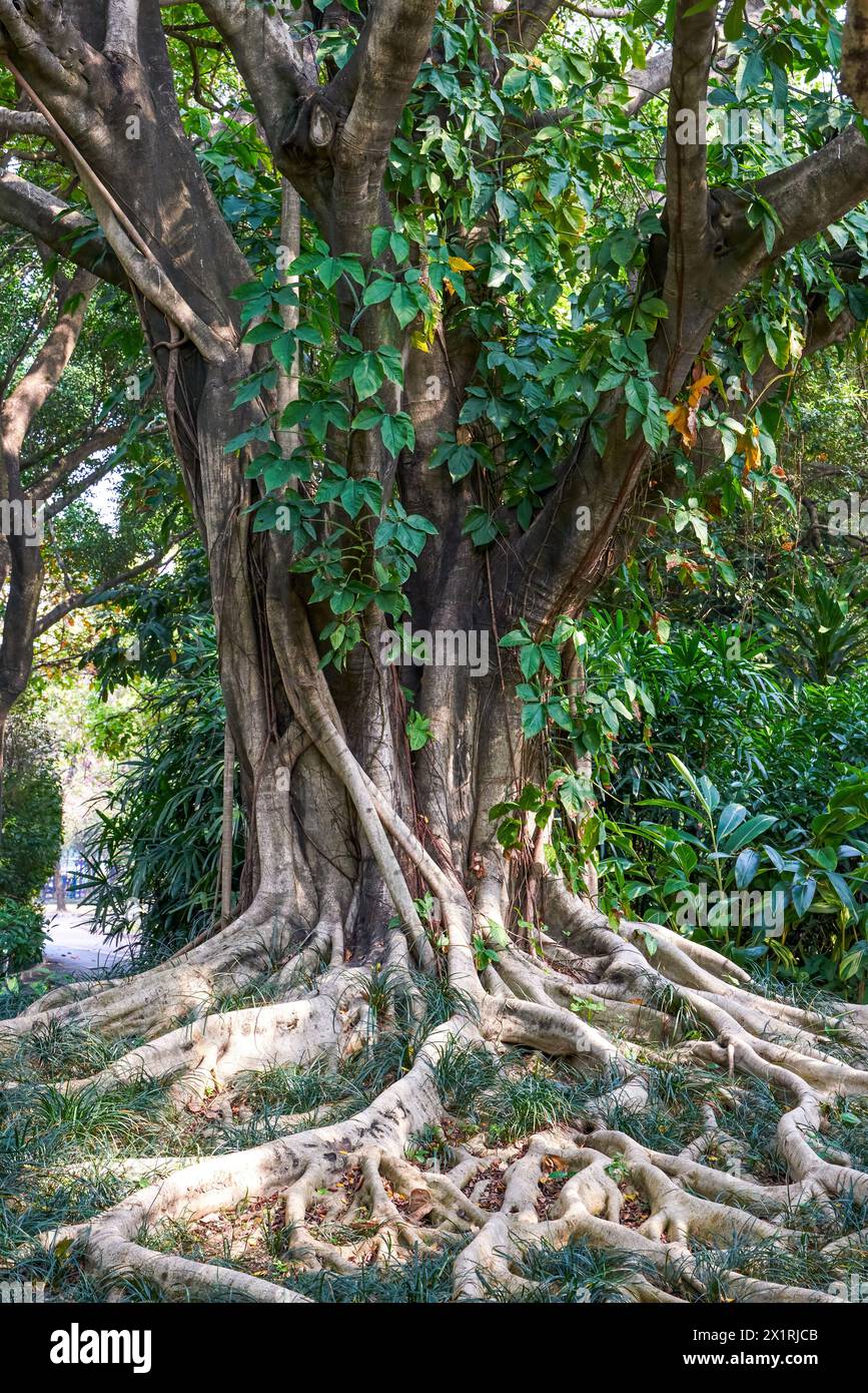 The banyan tree with a lush root system in the park Stock Photo - Alamy