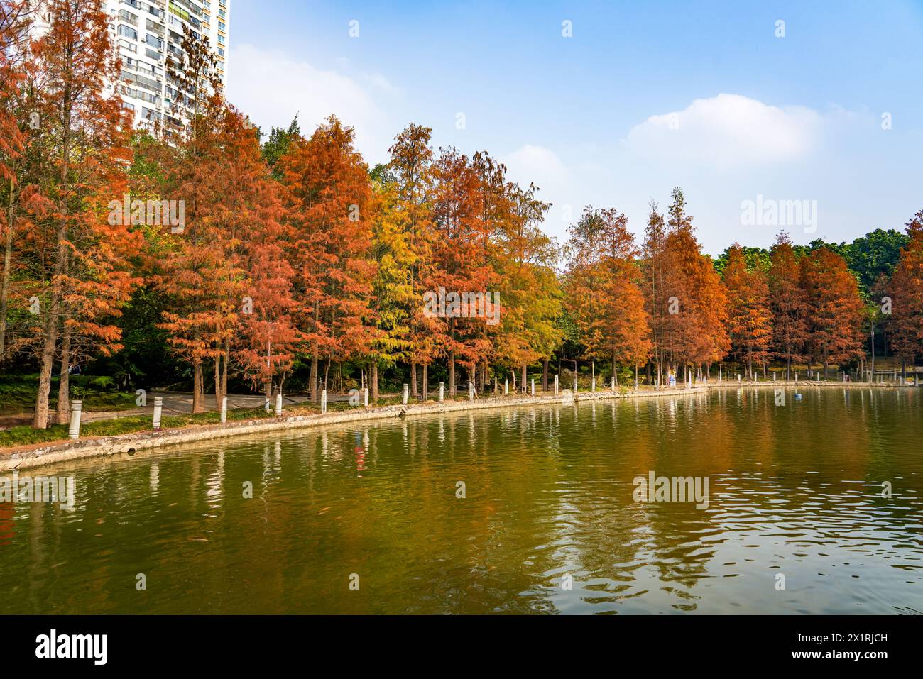 Yellowing leaves of trees in summer park Stock Photo - Alamy