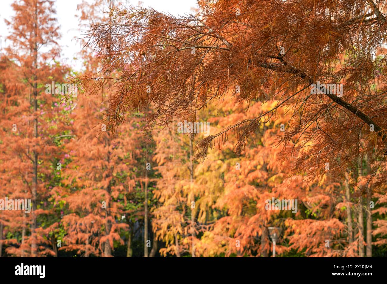 Yellowing leaves of trees in summer park Stock Photo - Alamy
