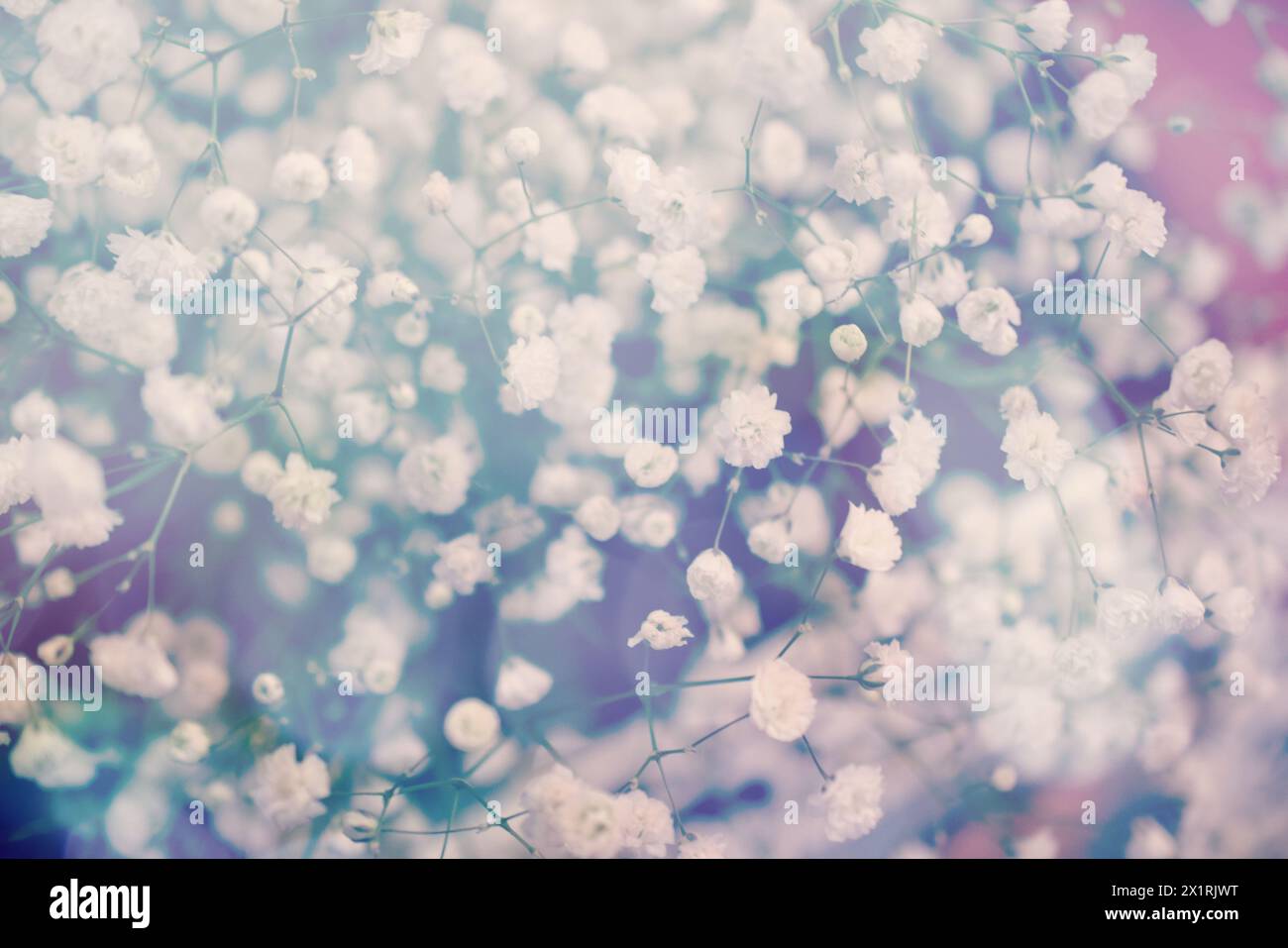 white cutter gypso flower with filter color Stock Photo - Alamy