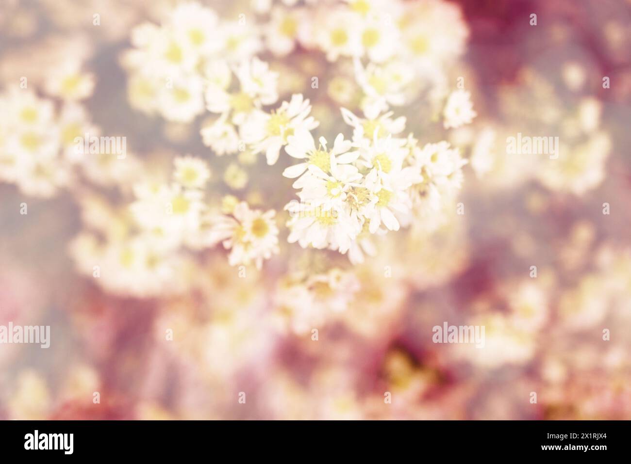 white cutter gypso flower with filter color Stock Photo - Alamy