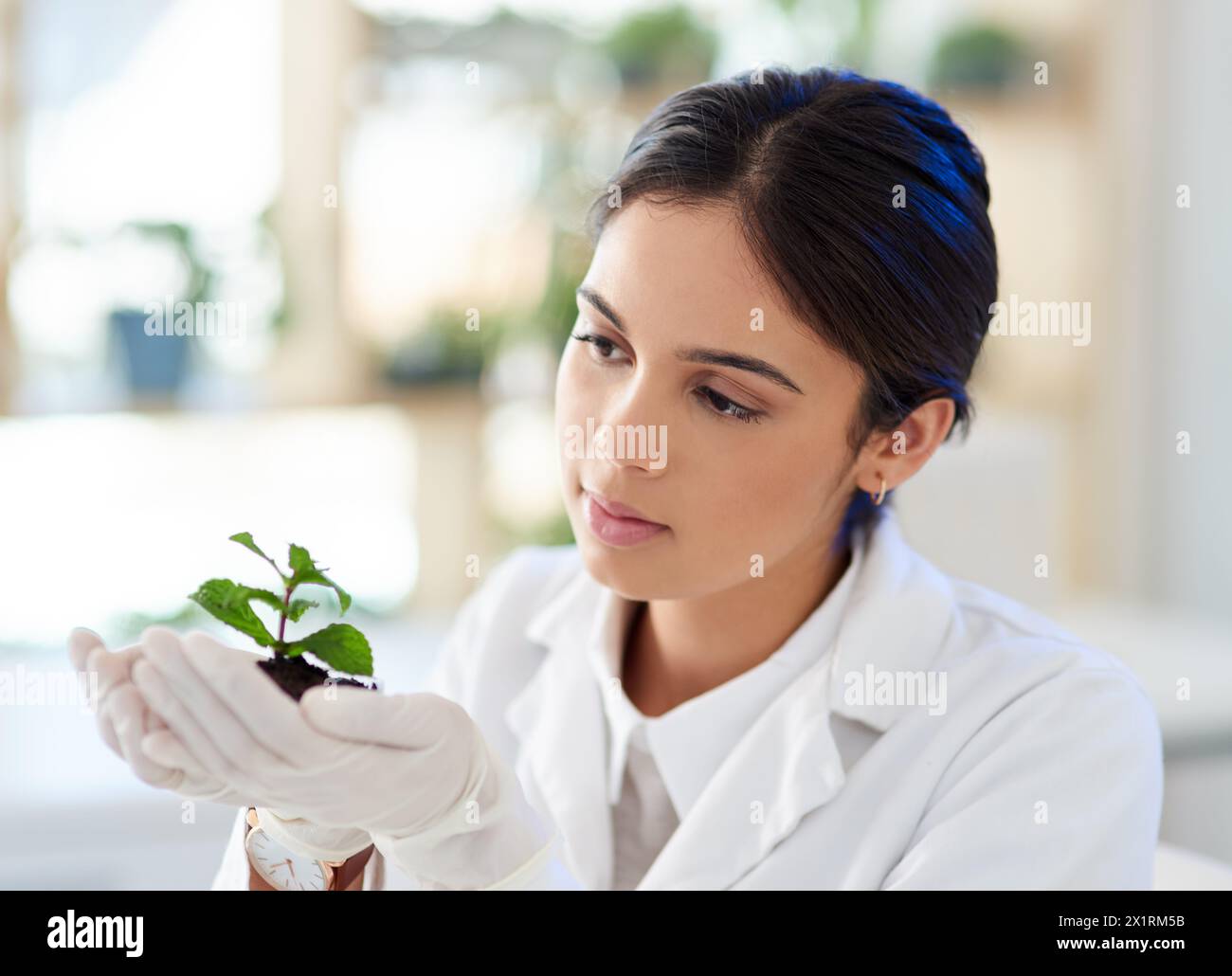 Scientist, woman and natural plant for research, innovation or botany ...