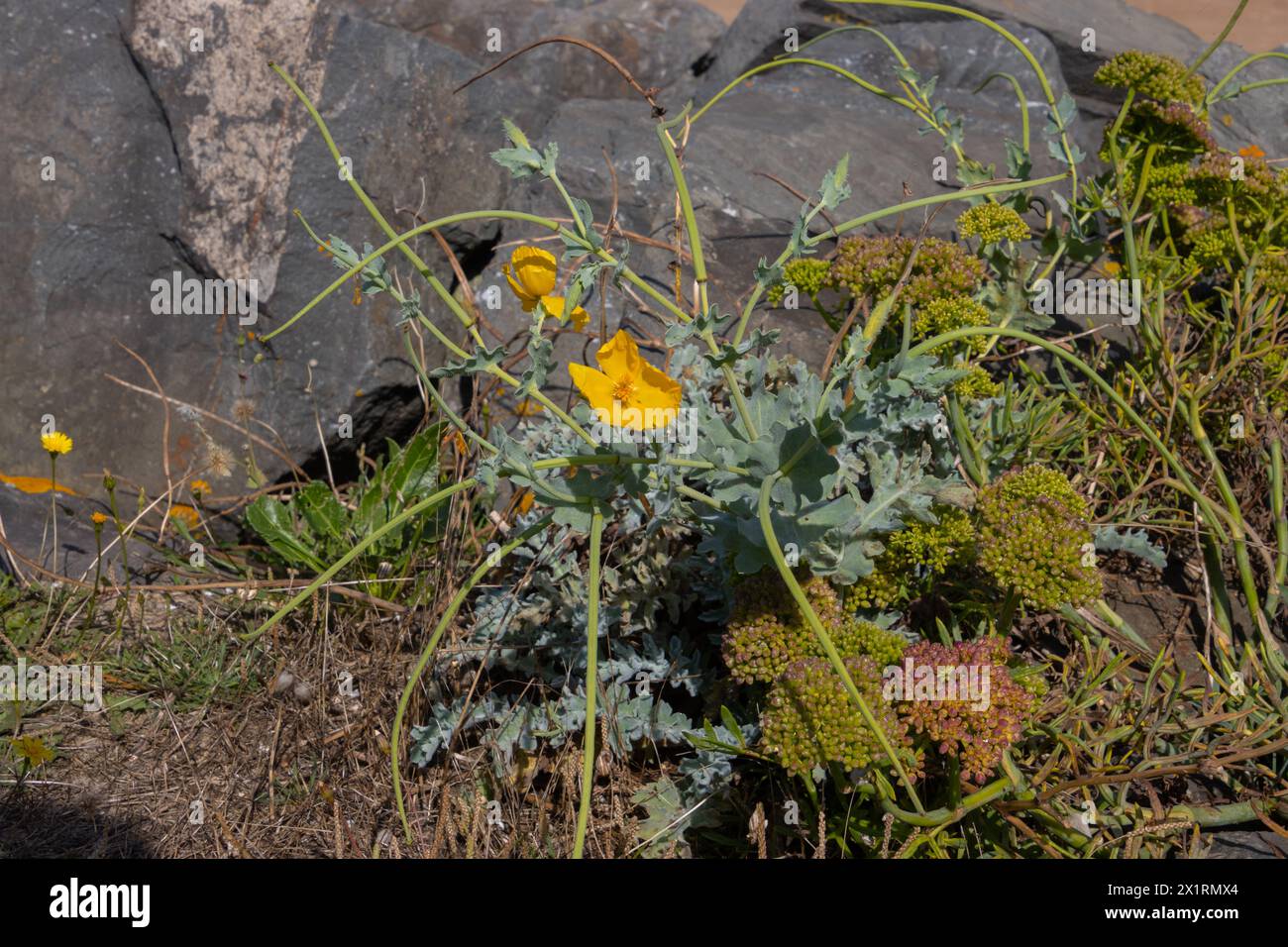 Yellow horned poppy, also called Glaucium flavum Stock Photo - Alamy