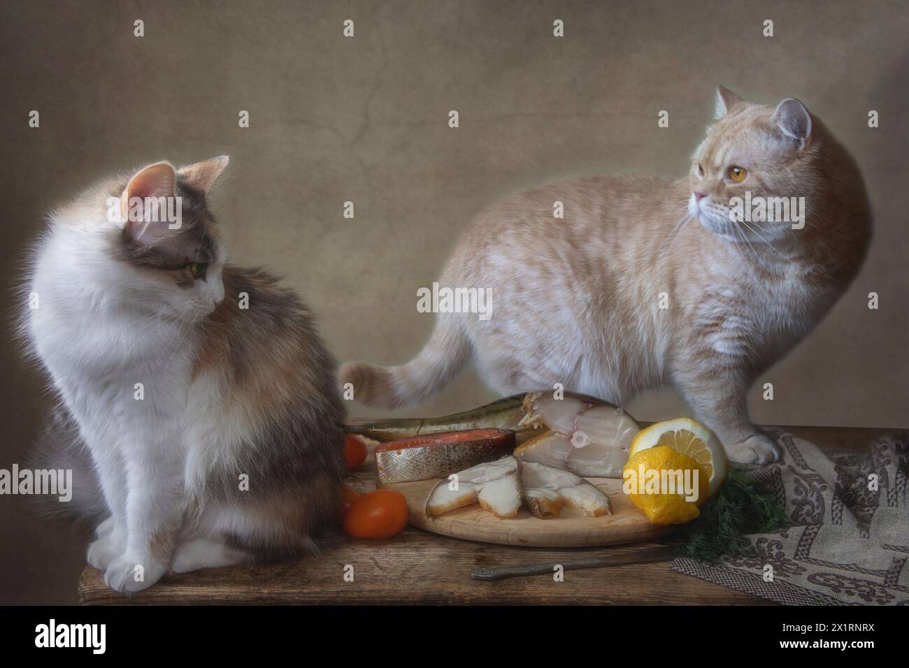 Black cat on kitchen table hi-res stock photography and images - Alamy