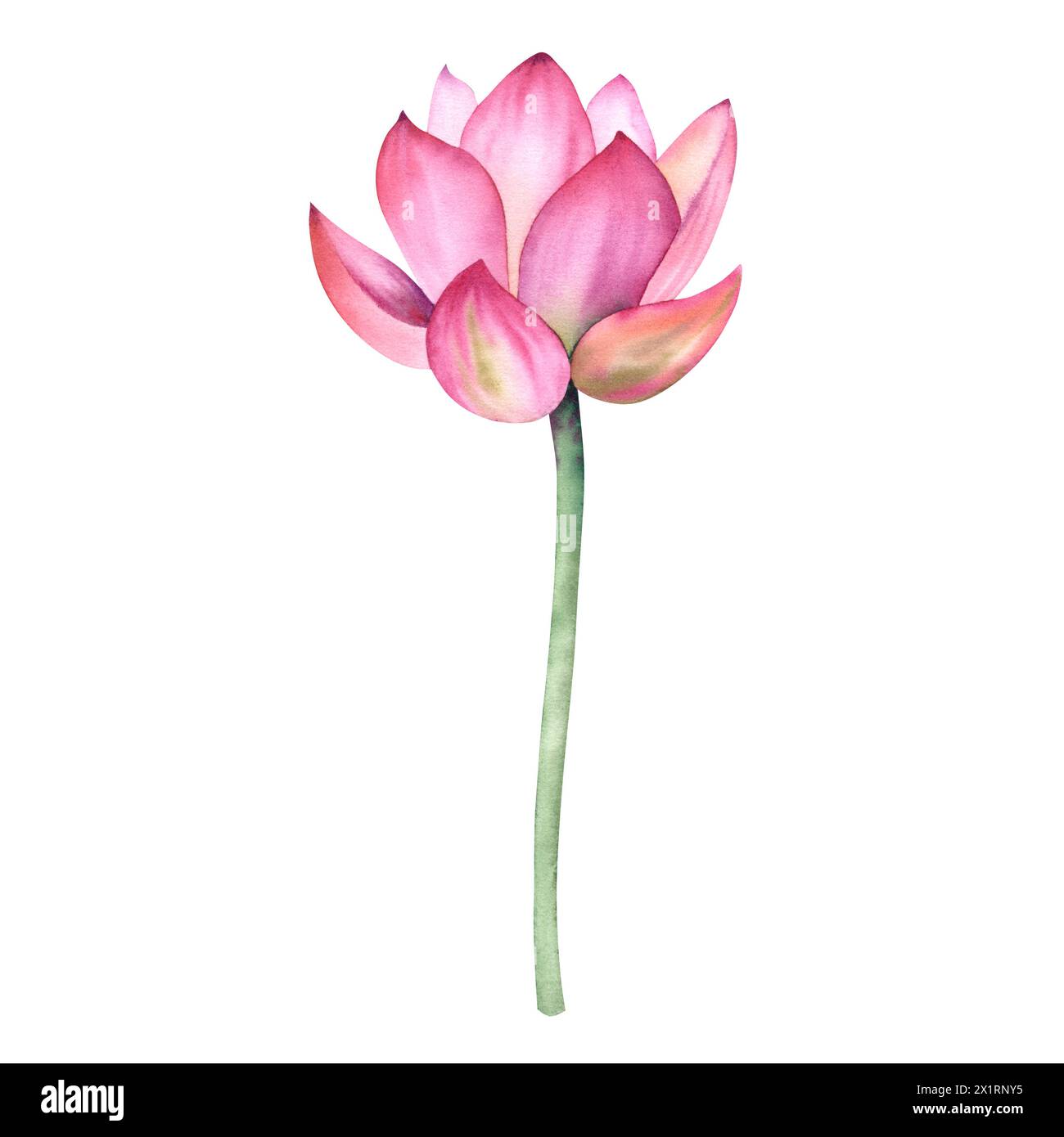 Lotus flower close-up. Watercolor illustration of a water lily on a ...
