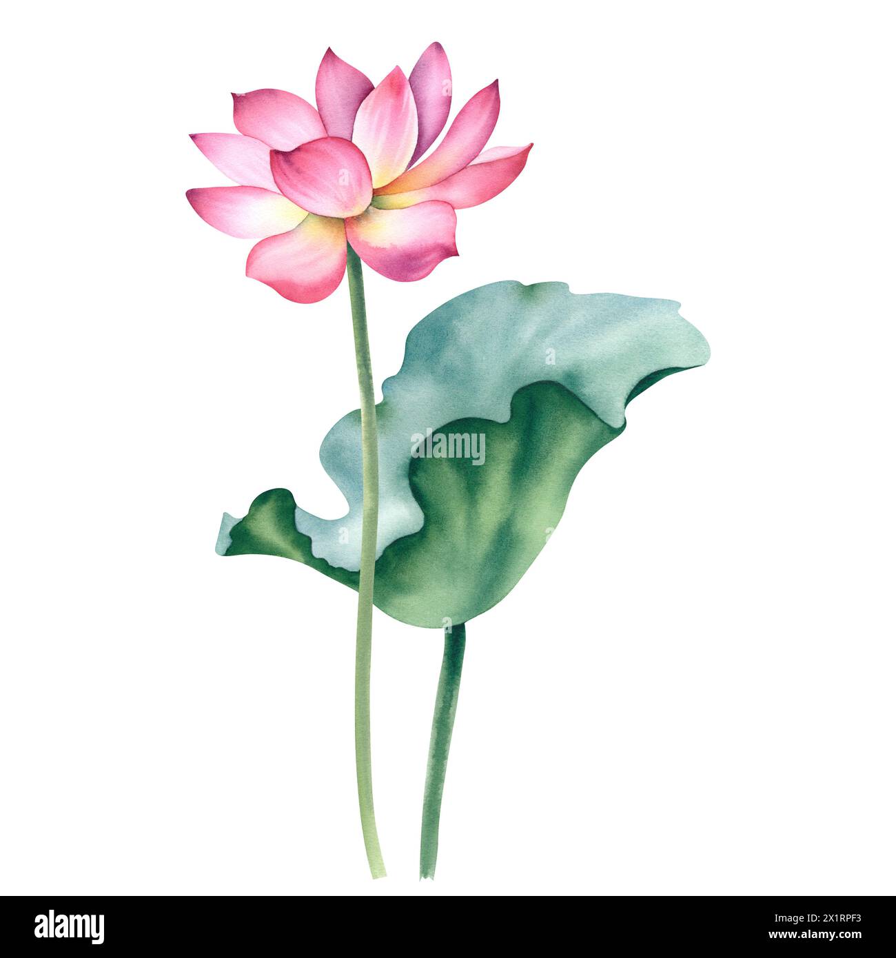 Pink lotus flowers and leaves. A hand-drawn watercolor illustration. A ...