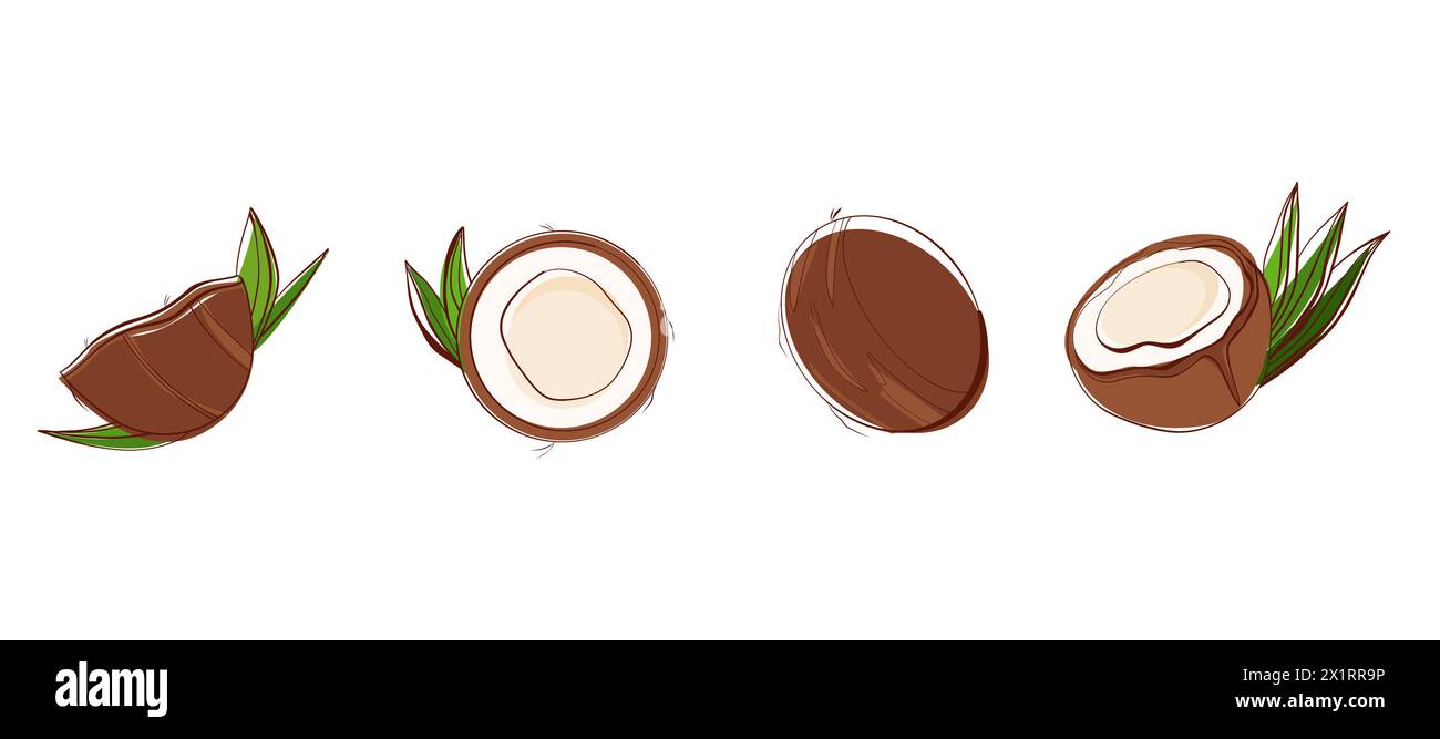 Set of coconut. Whole and half cracked broken coco nut with green palm ...