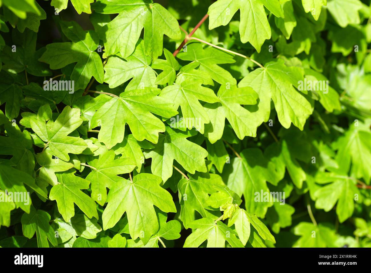 Field maple hedge hi-res stock photography and images - Alamy