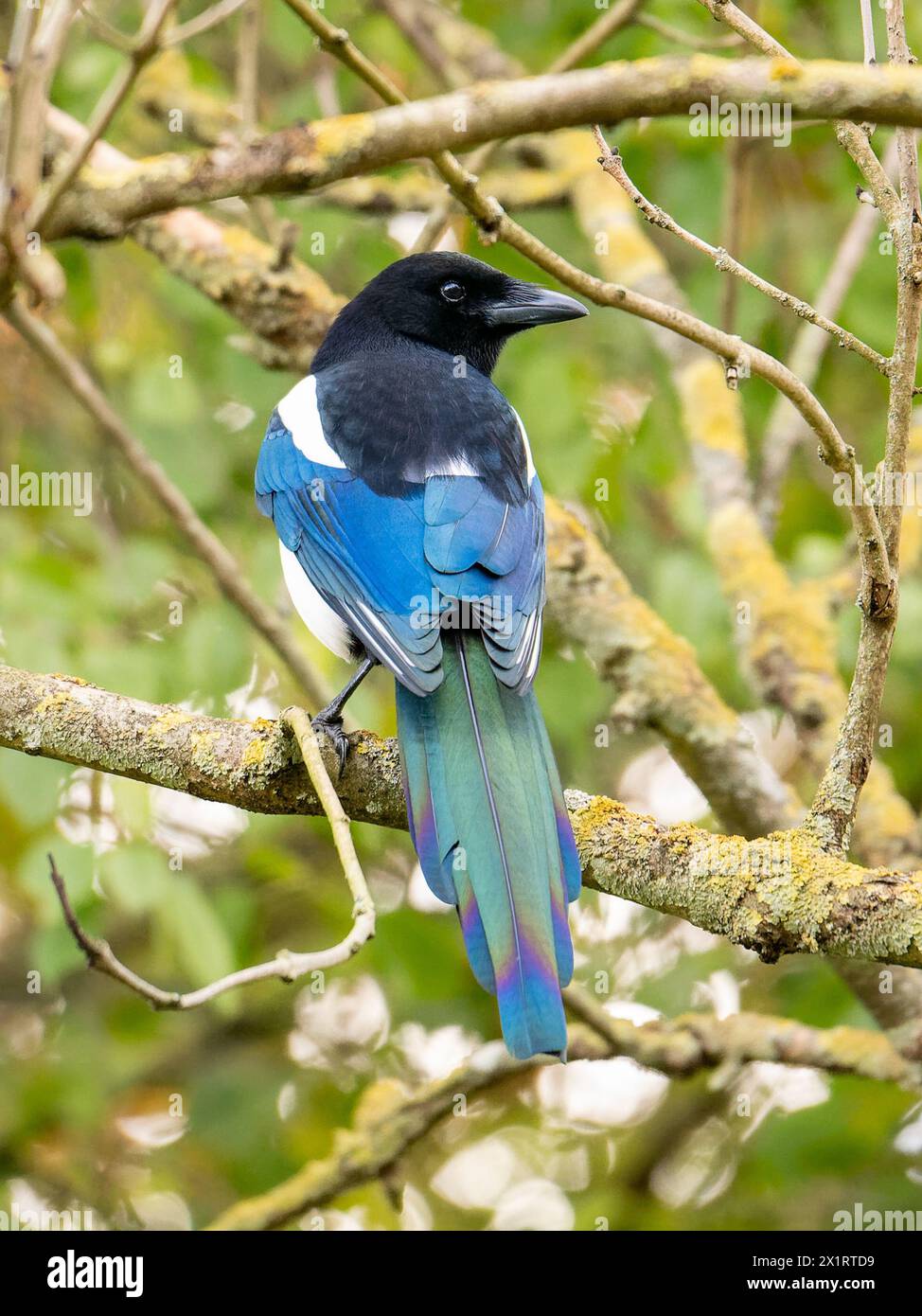 Eurasian magpie with colourful tail - pica pica Stock Photo - Alamy