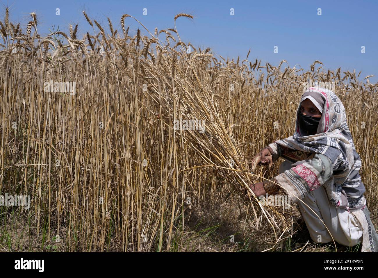 A Pakistani farmer harvests wheat crops in suburbs of of Lahore ...