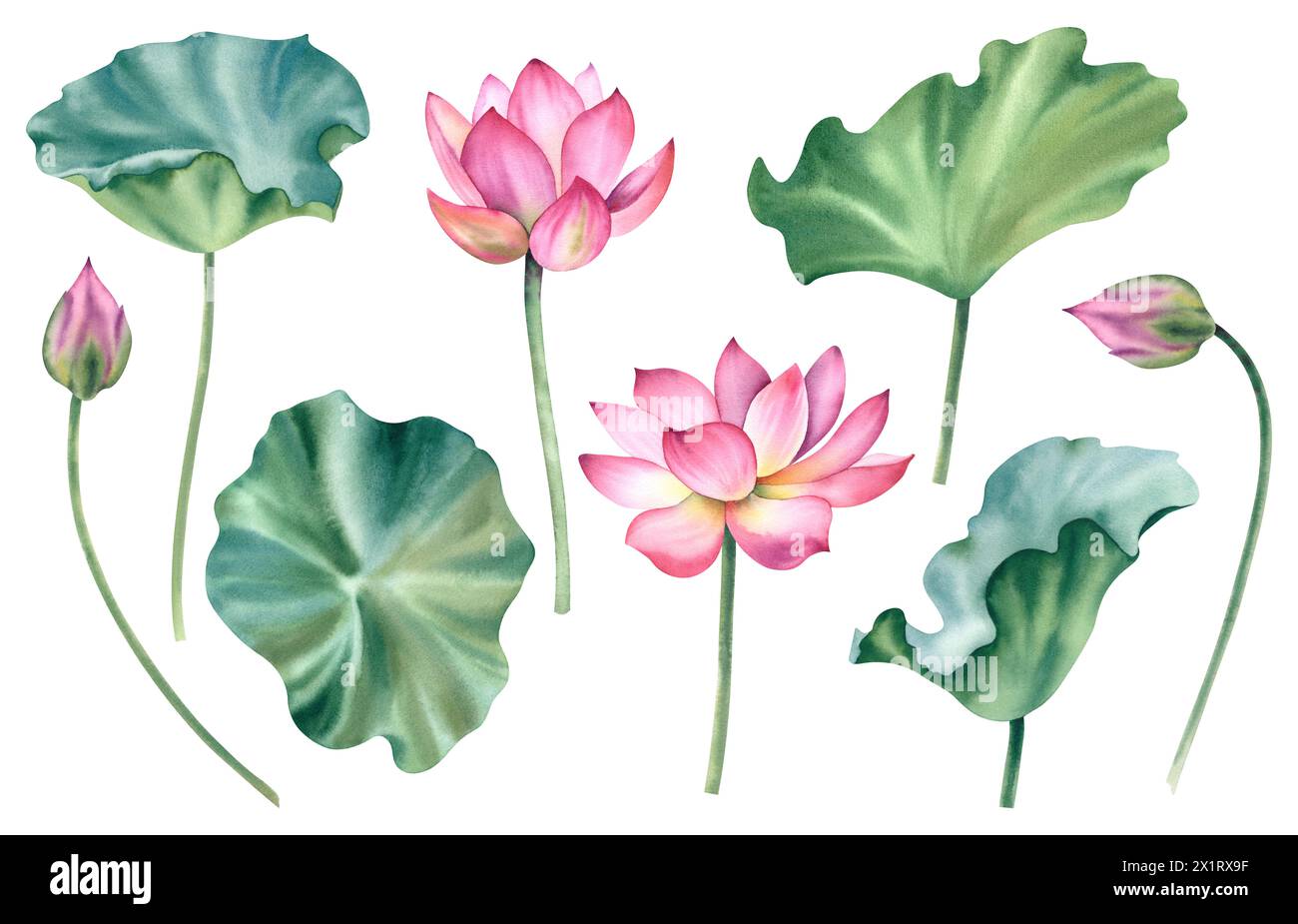 A large set of lotus flowers. Hand-painted watercolor illustration of a ...