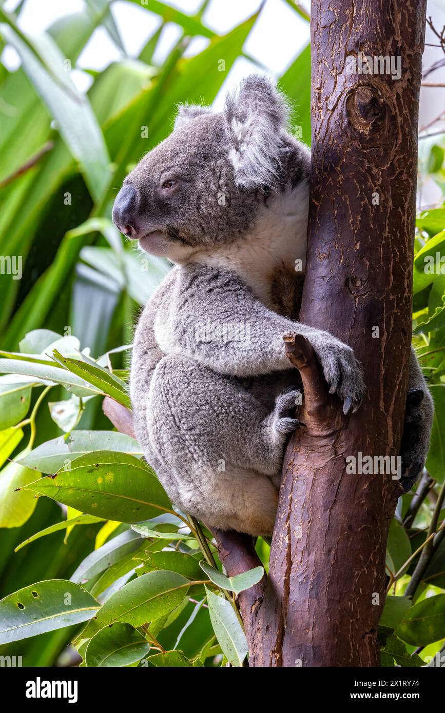 An adult koala, Phascolarctos cinereus, in a eucalyptus tree, Australia ...