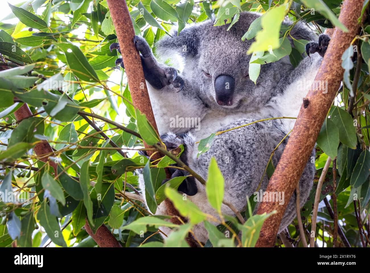 Claws gripping branches hi-res stock photography and images - Alamy