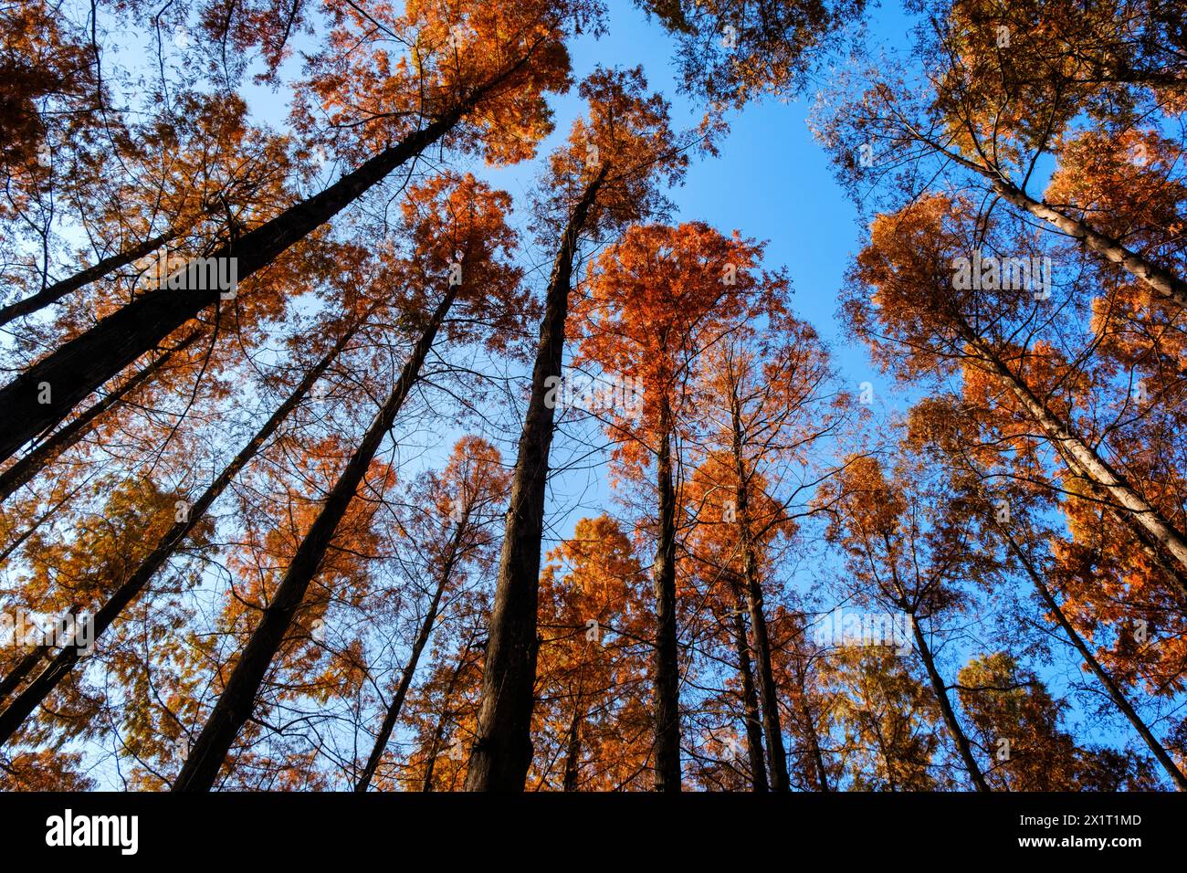 Trees along the West Lake in Hangzhou, Zhejiang Province, China ...