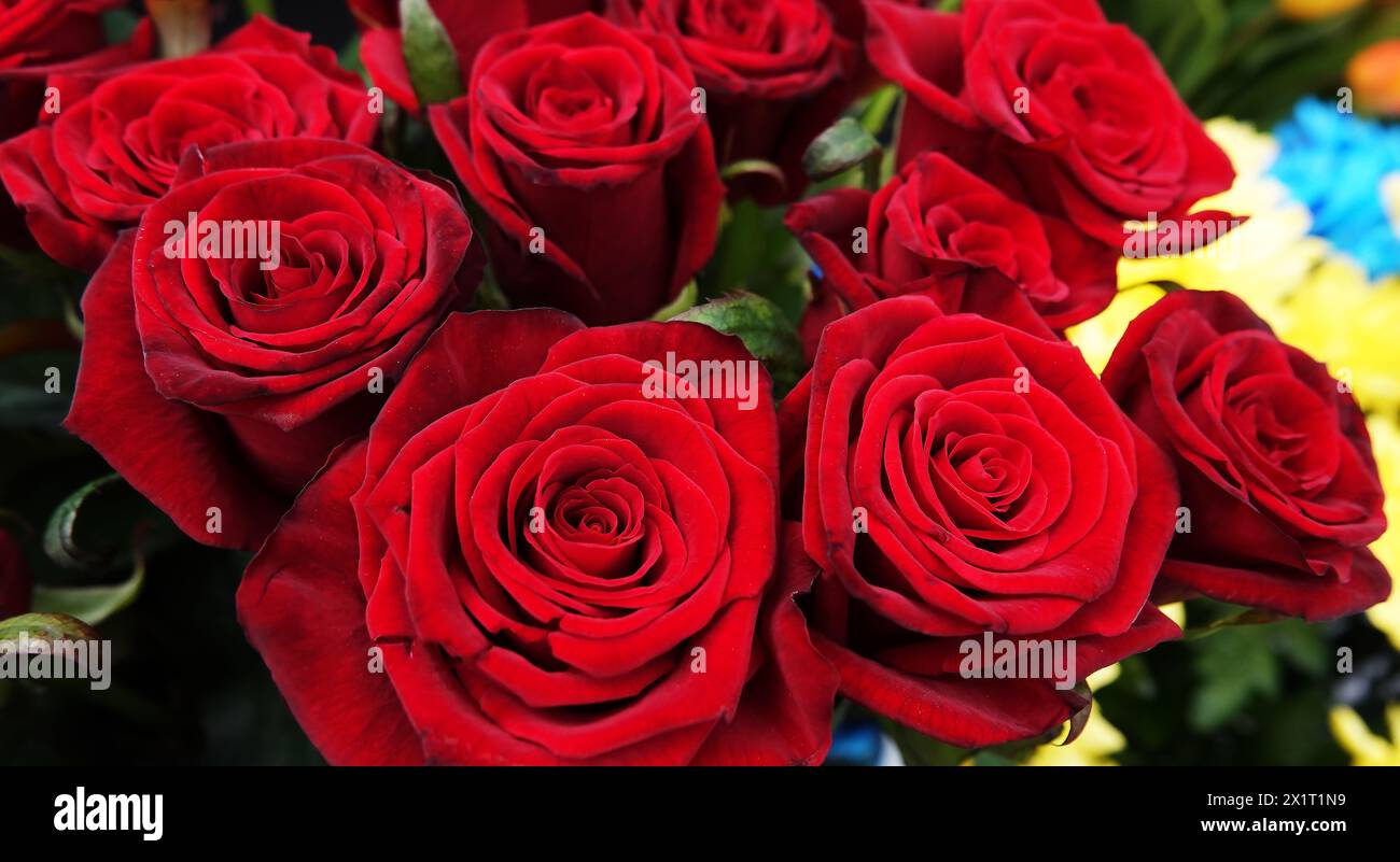 Rose flower close-up is a perennial bush plant of the Rosaceae family ...