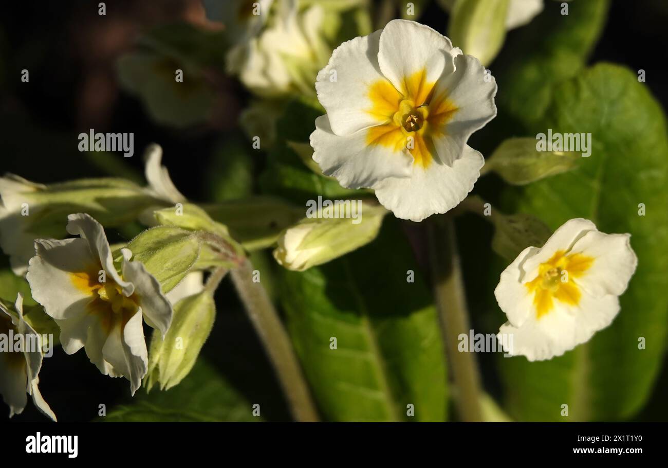 Primrose bush flowers white hi-res stock photography and images - Alamy