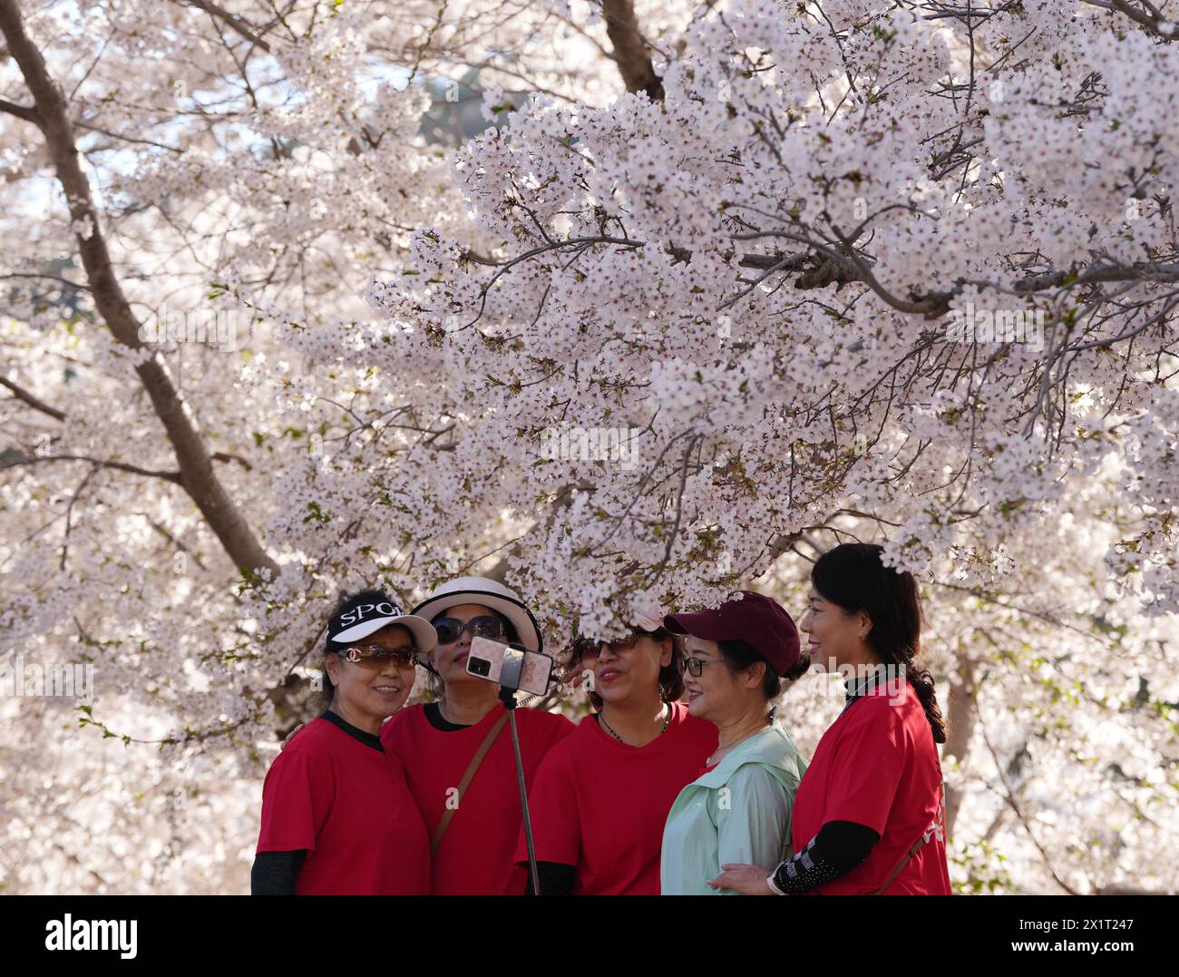 Dalian, China's Liaoning Province. 17th Apr, 2024. Tourists pose for a group photo with cherry ...