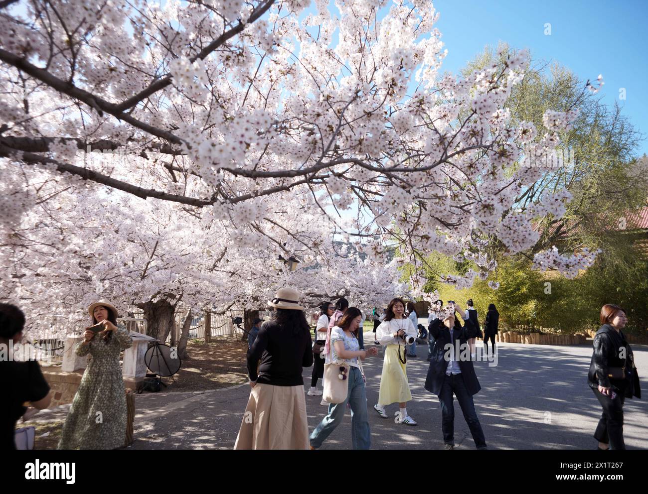 Dalian, China's Liaoning Province. 17th Apr, 2024. Tourists view cherry blossoms at Longwangtang ...
