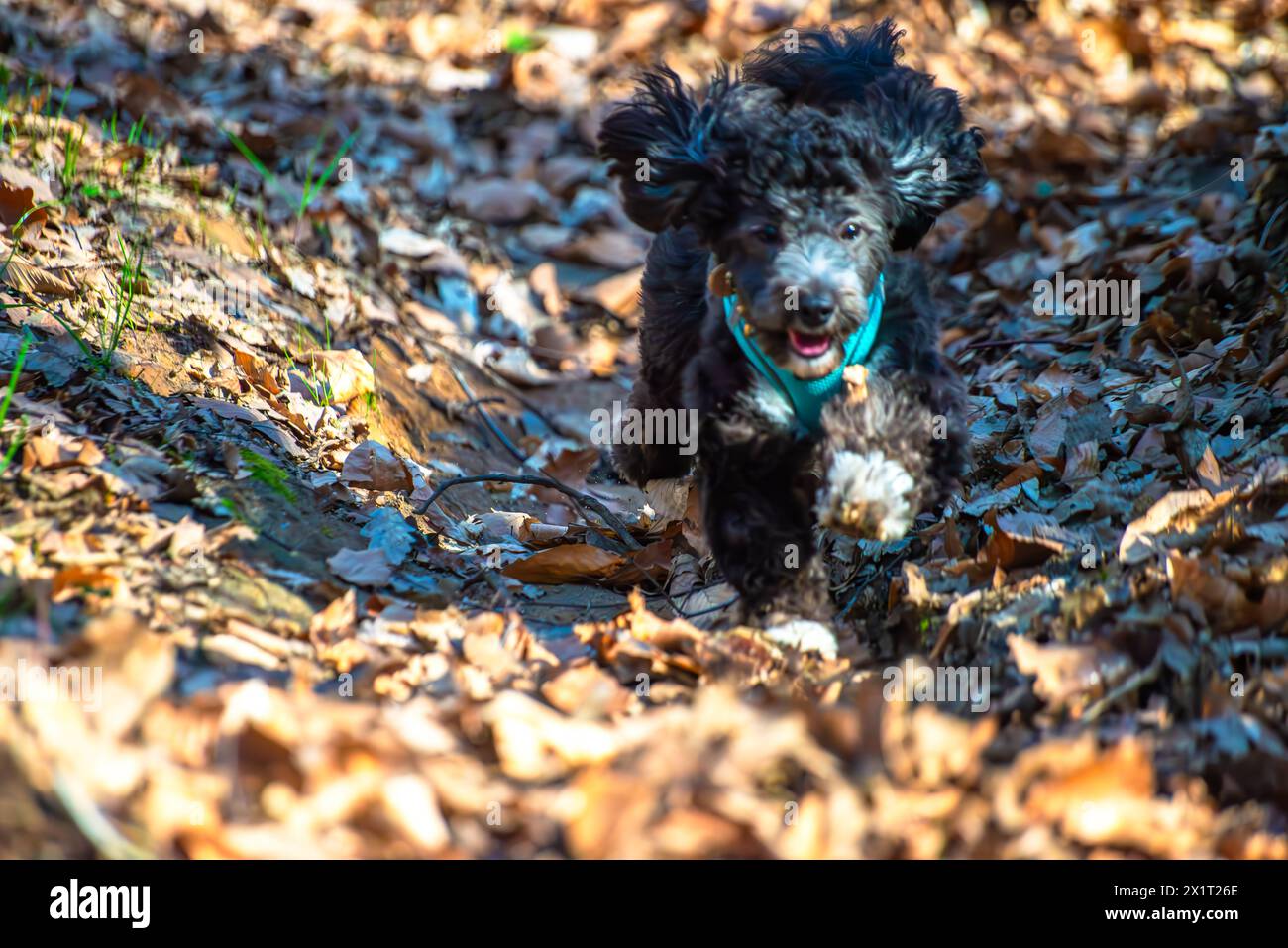Experience the joy of a Maltipoo running freely amidst the lush ...