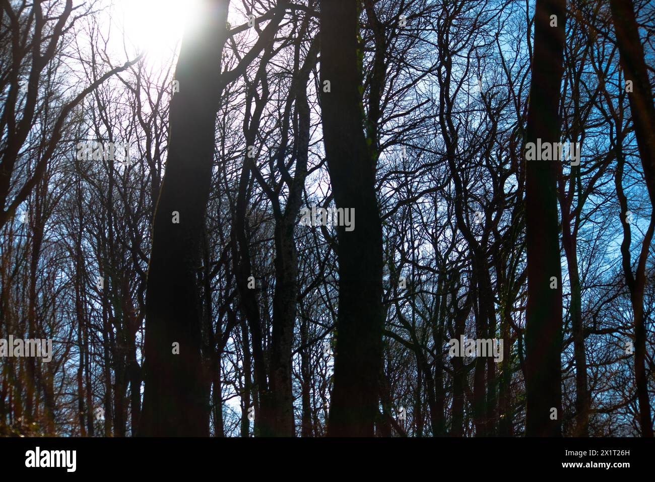 Explore the enchanting depths of the forest dens, where dense foliage ...