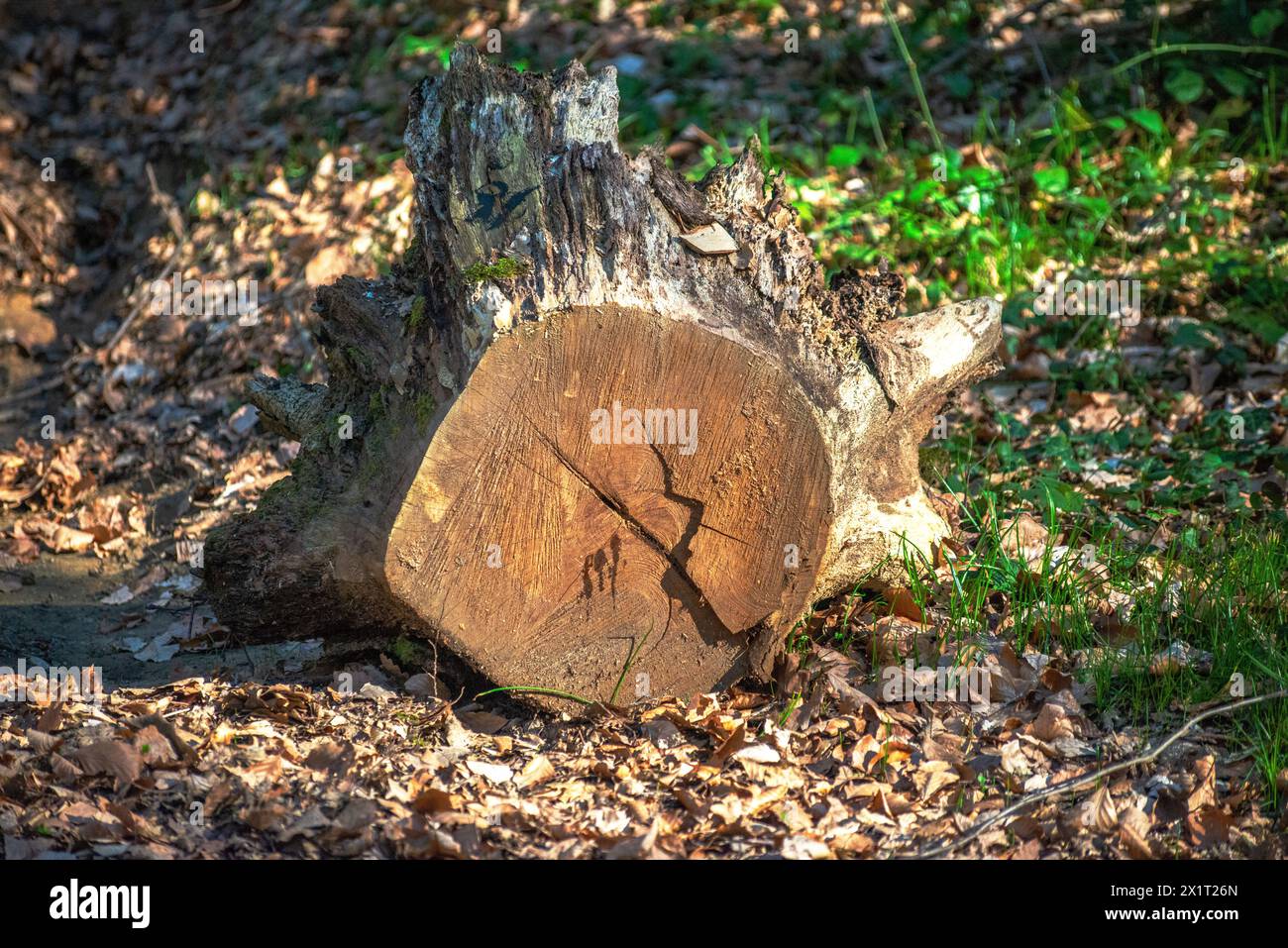 Experience the joy of a Maltipoo running freely amidst the lush ...