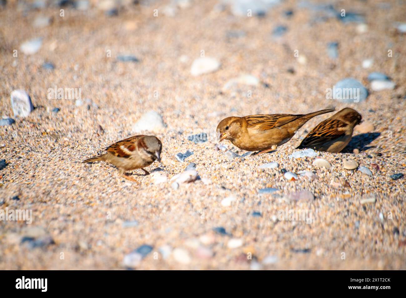 Watch as sparrows frolic and play amidst the coastal sands, adding ...