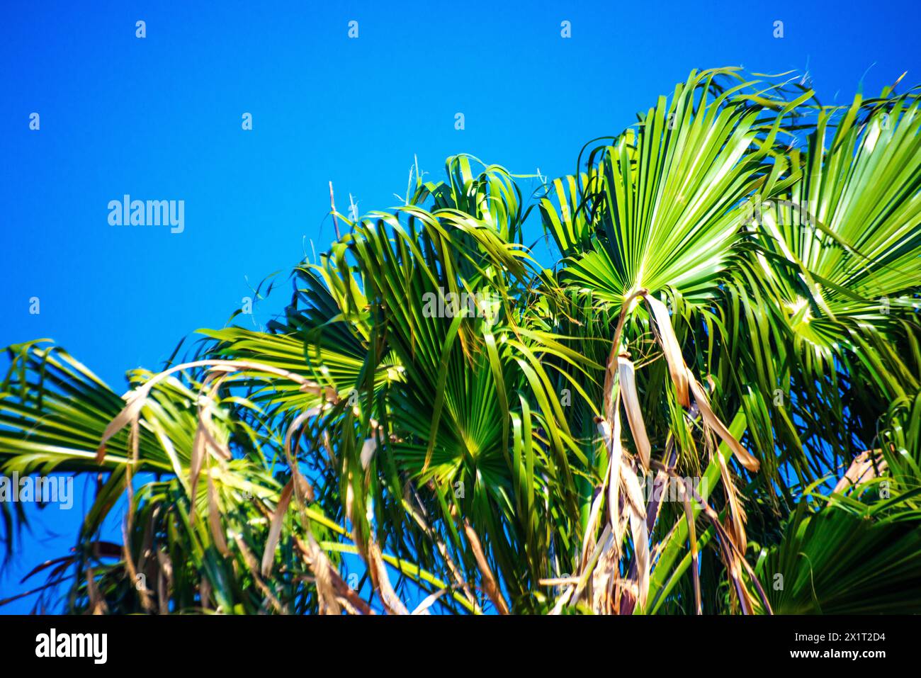 Relax under palm trees against a backdrop of clear skies and shimmering ...