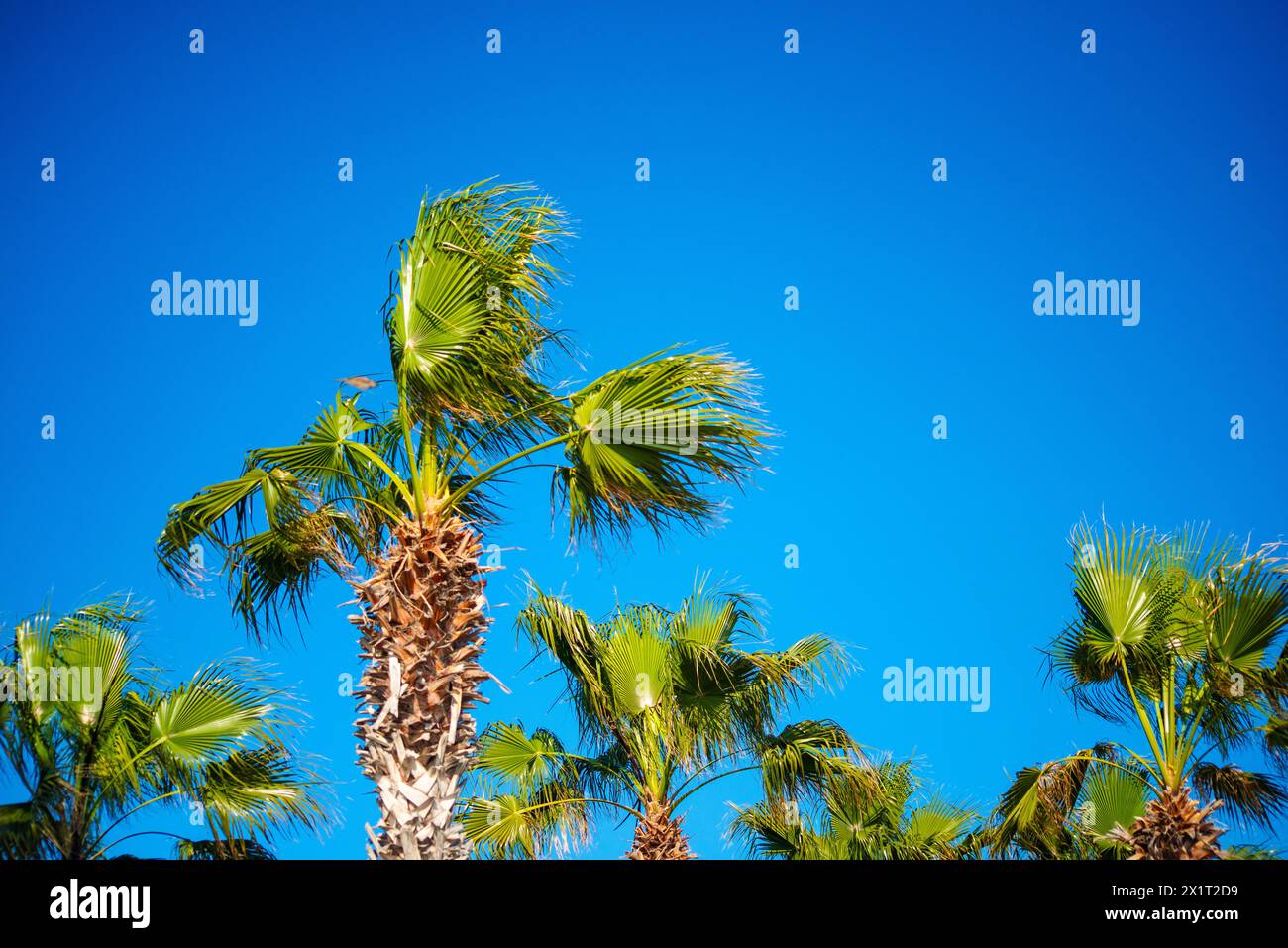 Relax under palm trees against a backdrop of clear skies and shimmering ...