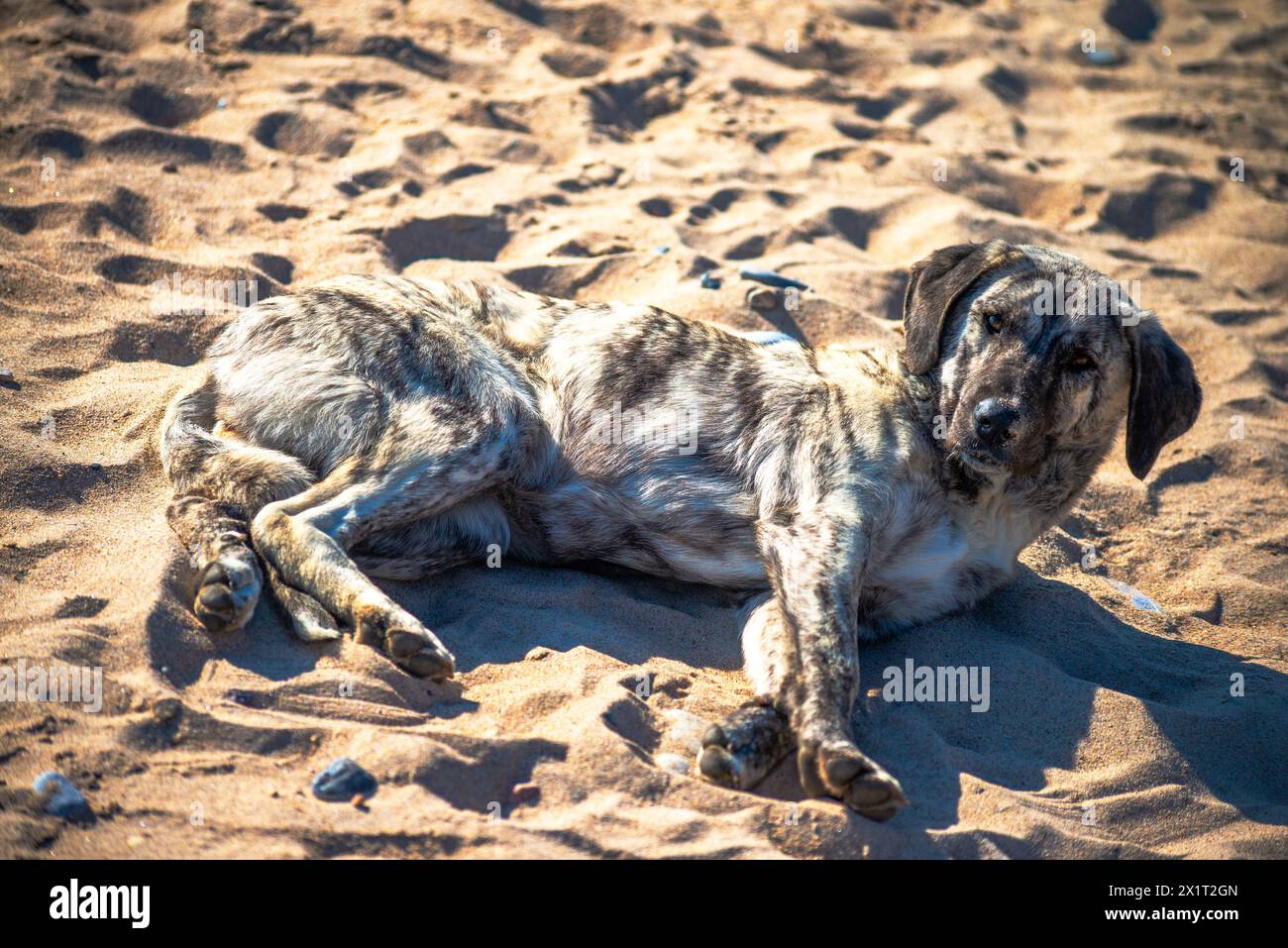 Watch as a contented dog finds bliss amidst the coastal sands, soaking ...