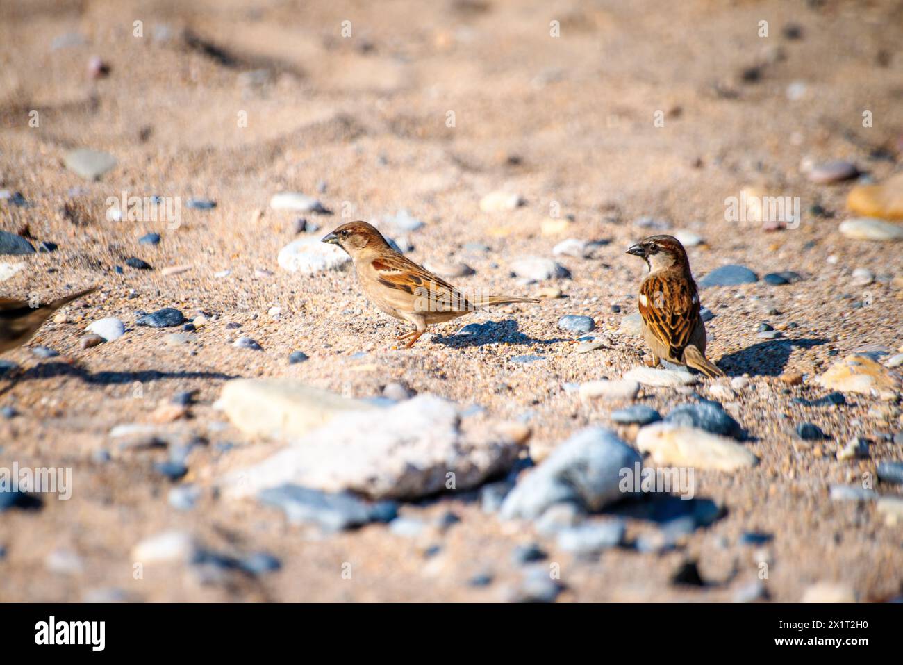 Watch as sparrows frolic and play amidst the coastal sands, adding ...