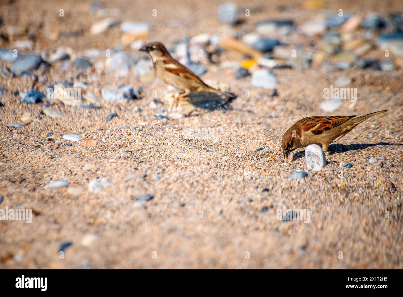 Watch as sparrows frolic and play amidst the coastal sands, adding ...