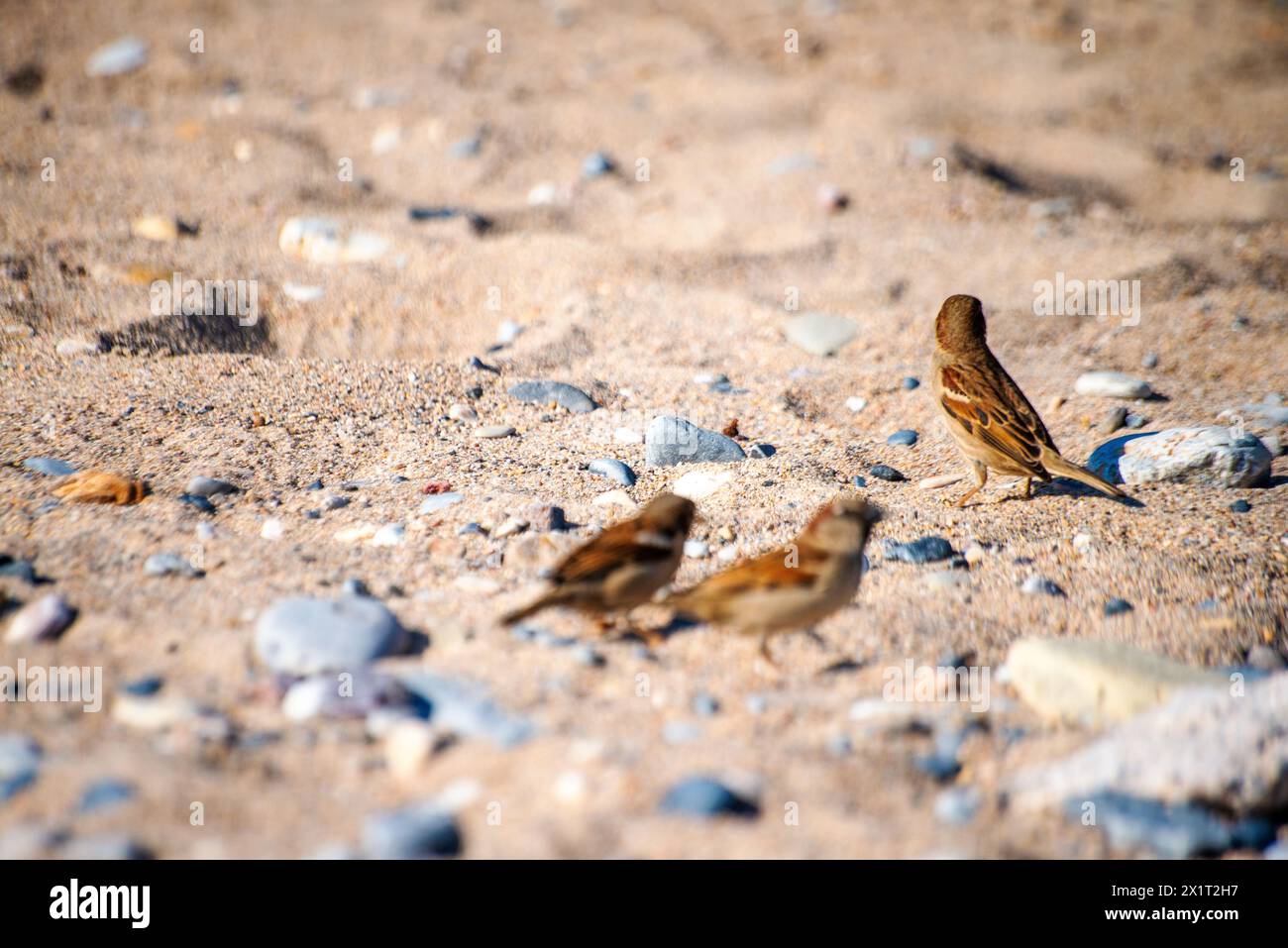 Watch as sparrows frolic and play amidst the coastal sands, adding ...