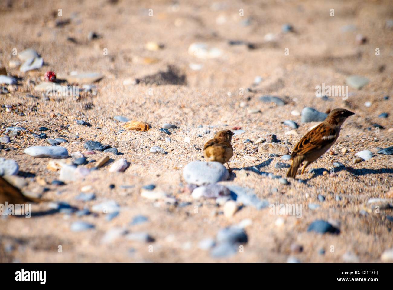Watch as sparrows frolic and play amidst the coastal sands, adding ...