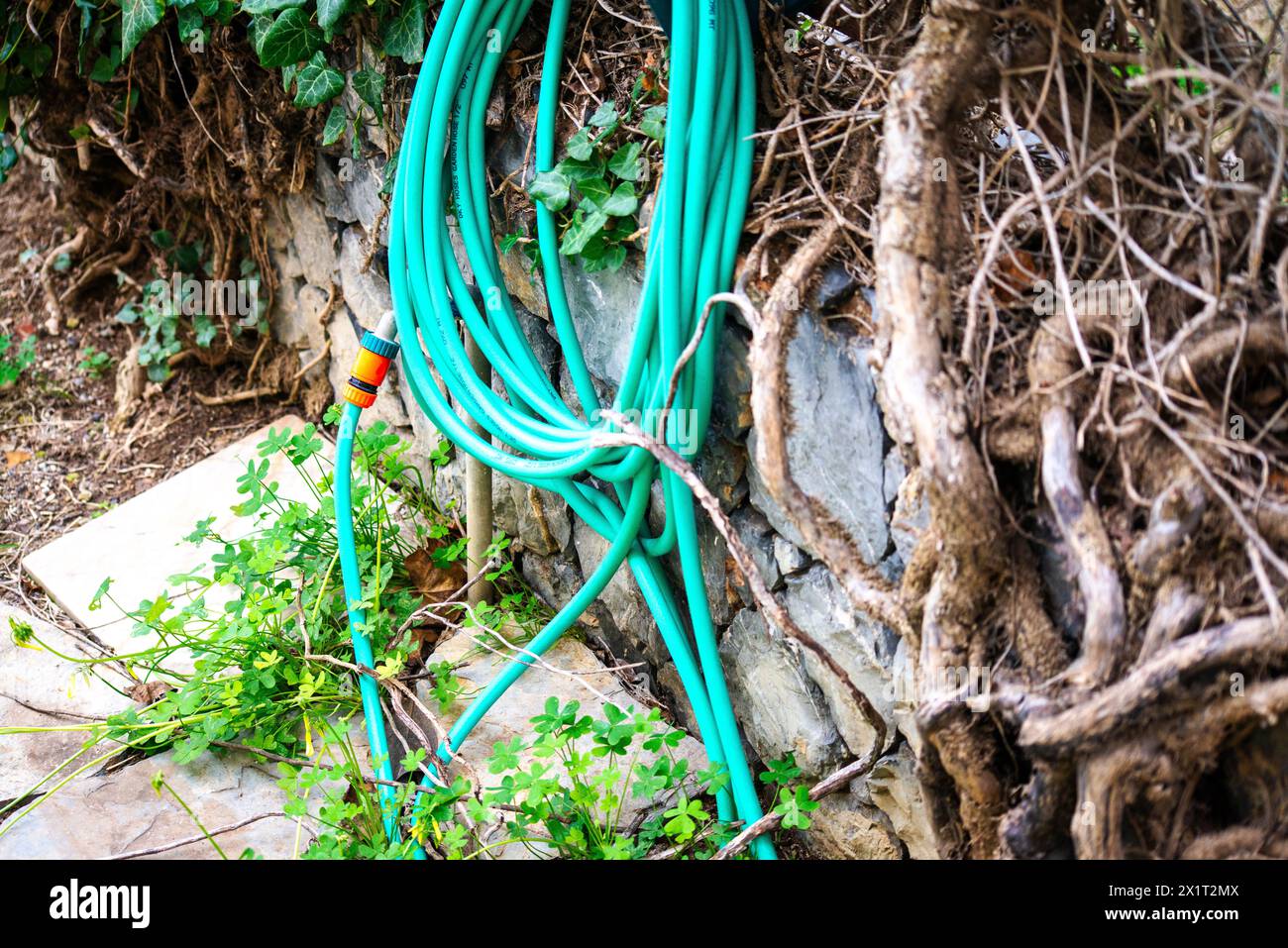 Experience the verdant flow of water as the green irrigation hose rests ...