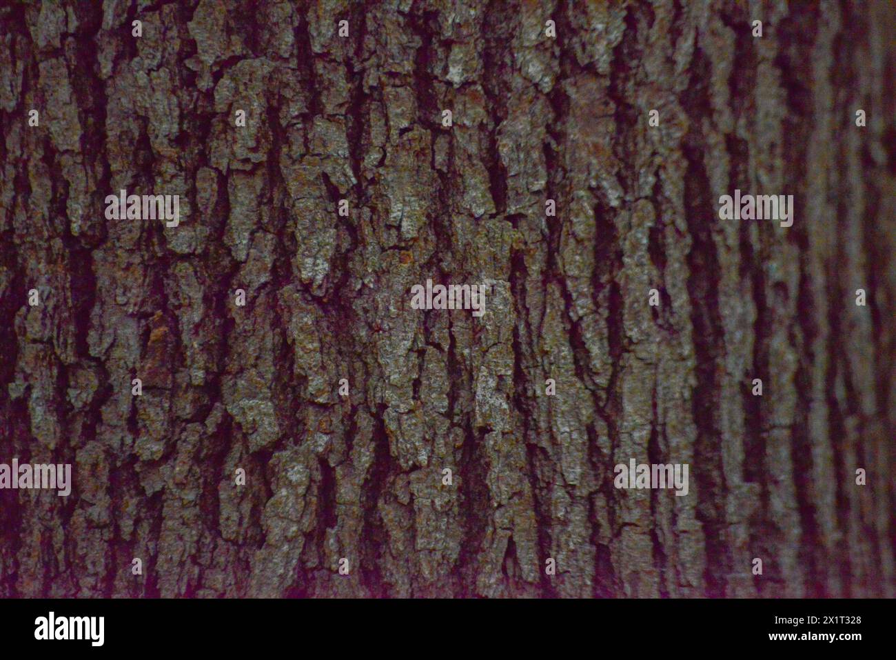 Detailed close-up of a tree trunk's textured surface, showcasing the ...