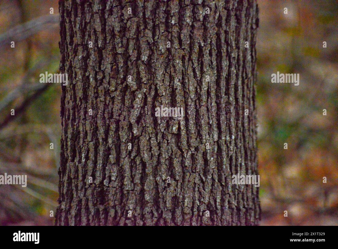 Detailed close-up of a tree trunk's textured surface, showcasing the ...