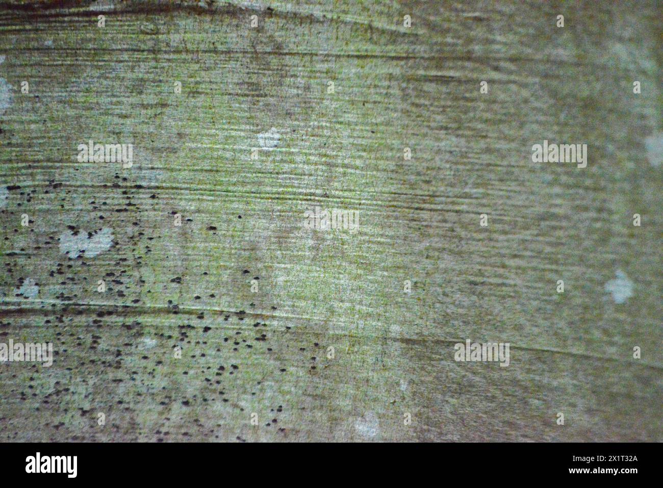 Detailed close-up of a tree trunk's textured surface, showcasing the ...