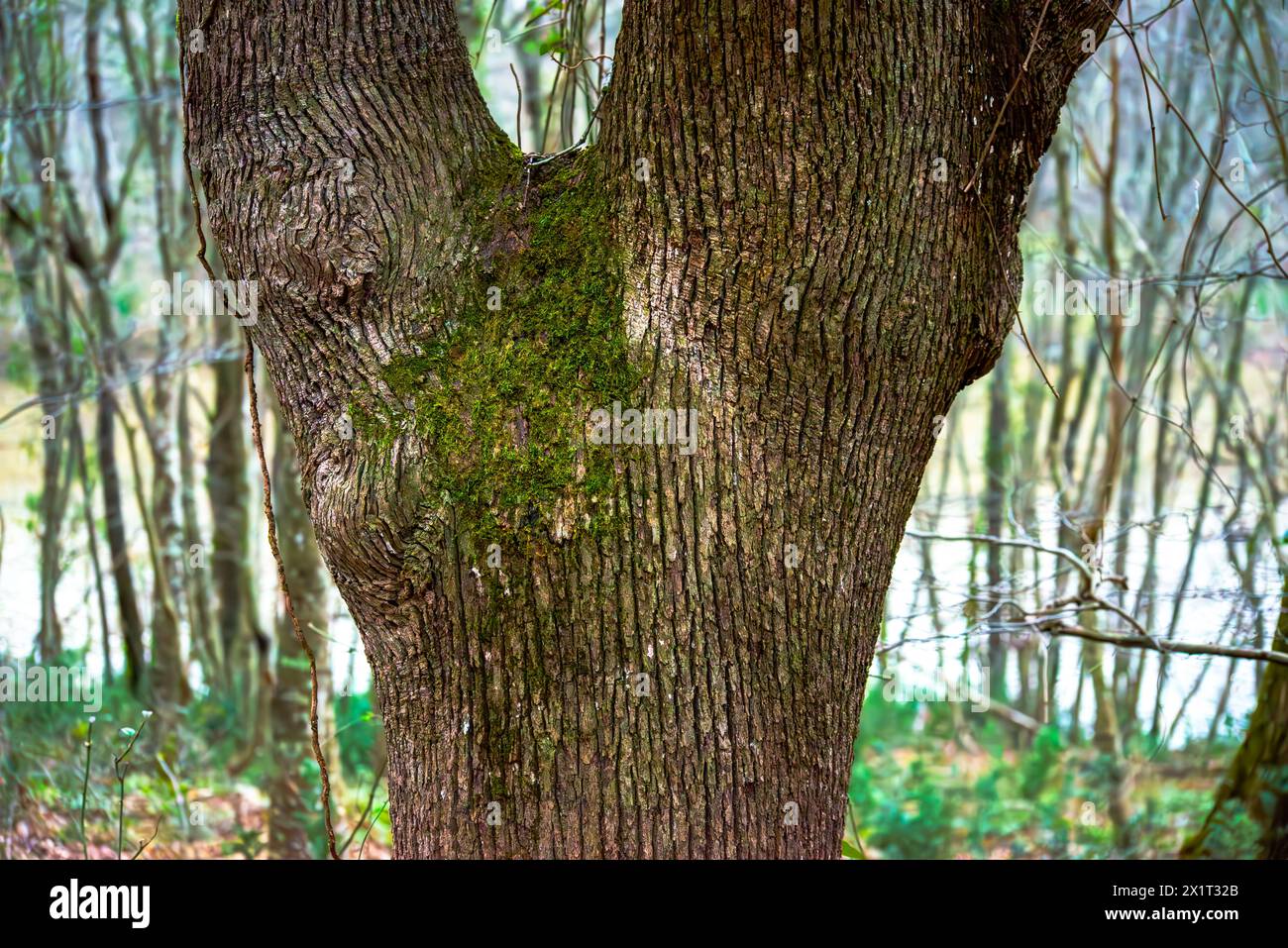 A captivating image of a fork-like tree trunk and branches ...