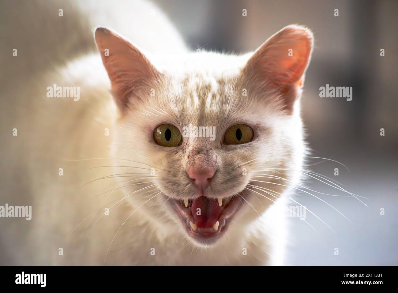 Witness the fierce fury as a white cat defends its territory, hissing ...