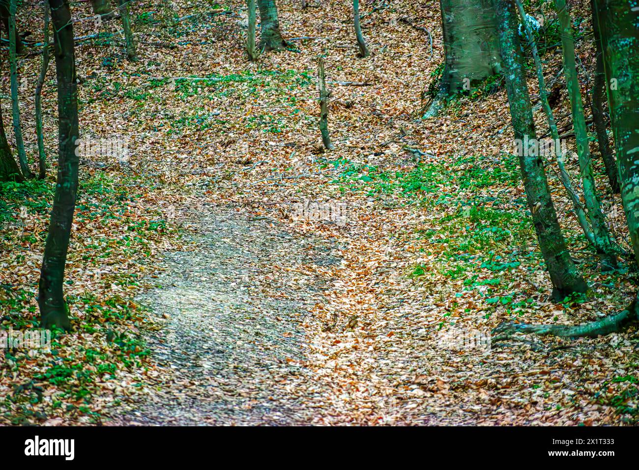 Follow the leaf-strewn path through the whispering woods, where trees ...
