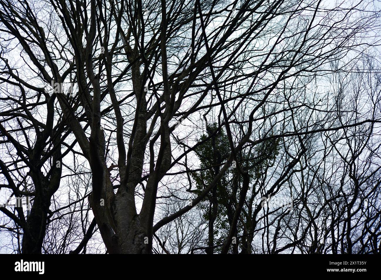 A picturesque scene of tree branches intertwined with lush foliage ...