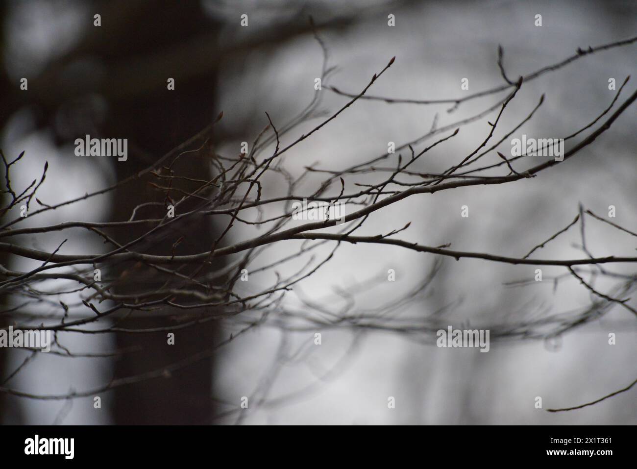 A serene portrayal of thin branches amidst a lush forest, capturing the ...