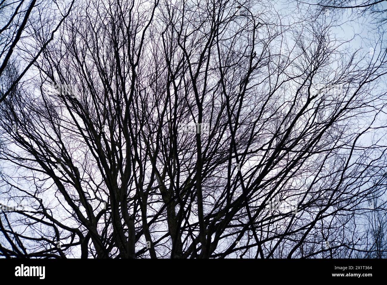 A picturesque scene of tree branches intertwined with lush foliage ...
