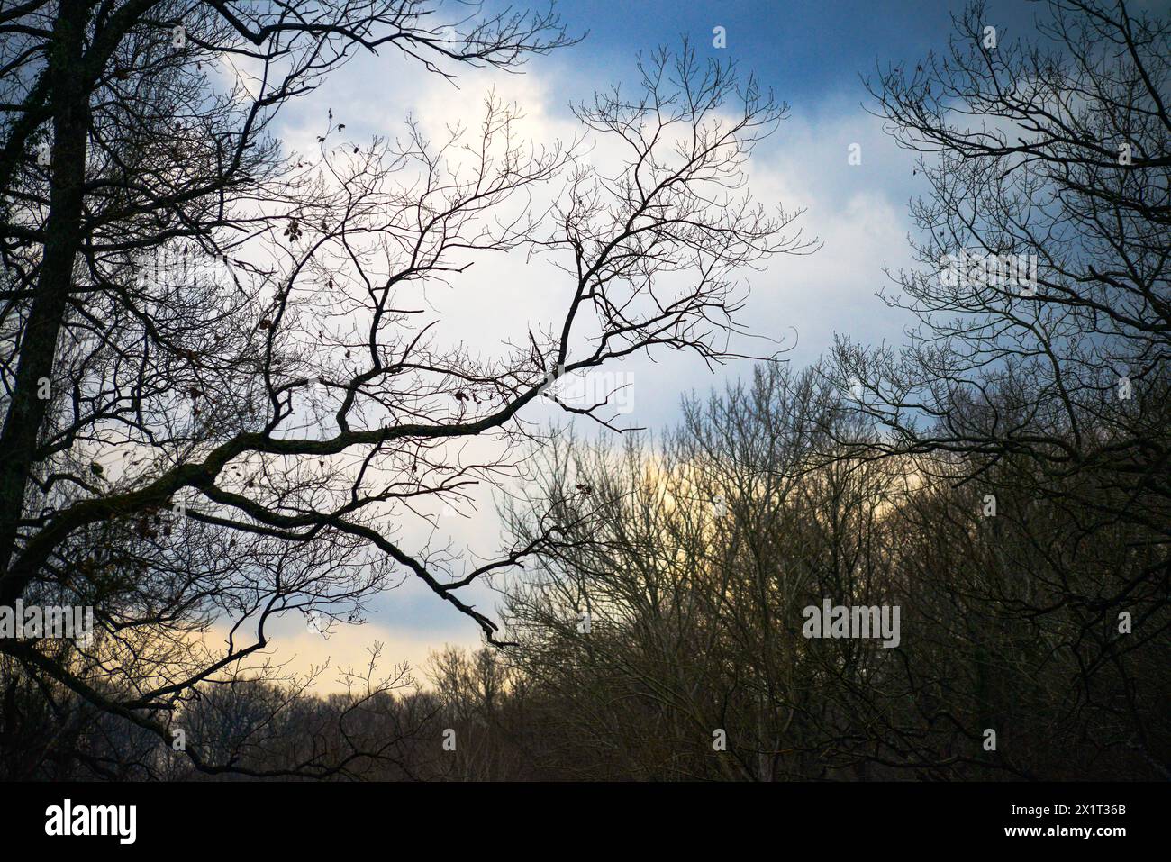 Captivating forest hi-res stock photography and images - Alamy