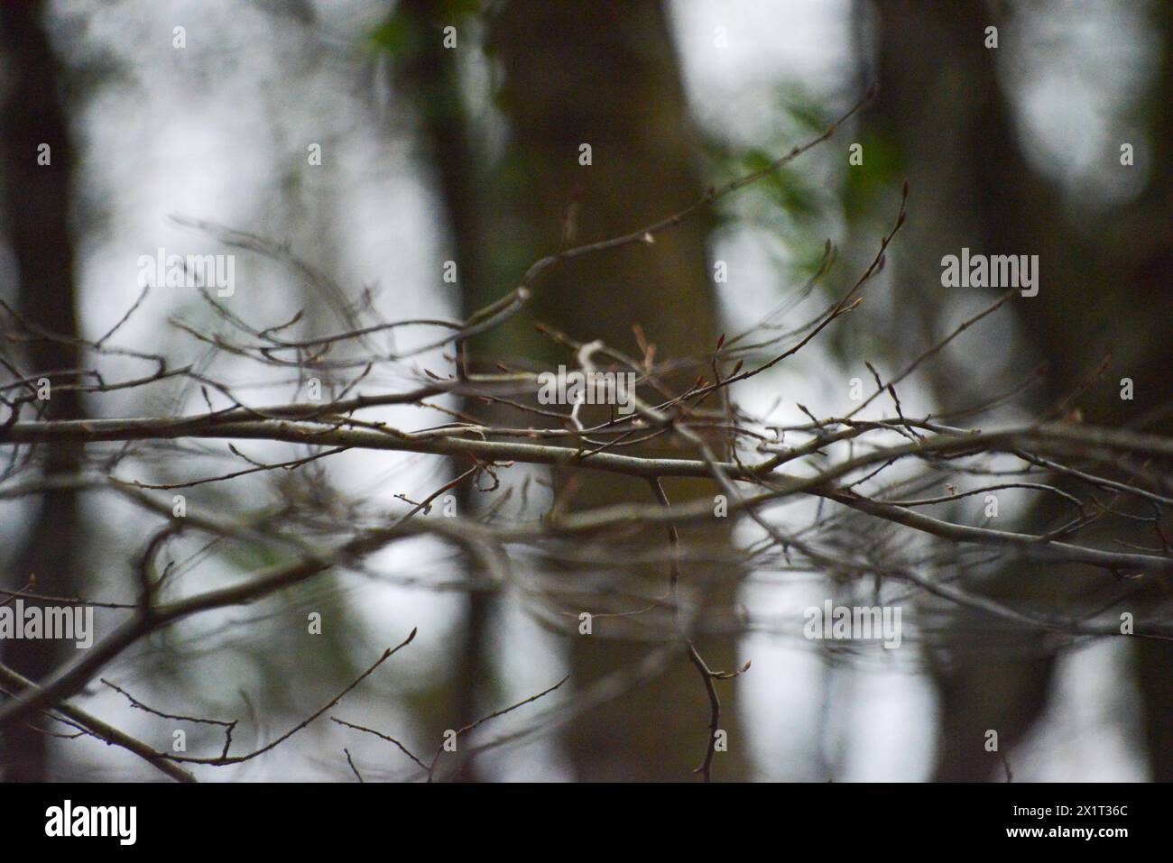 A serene portrayal of thin branches amidst a lush forest, capturing the ...