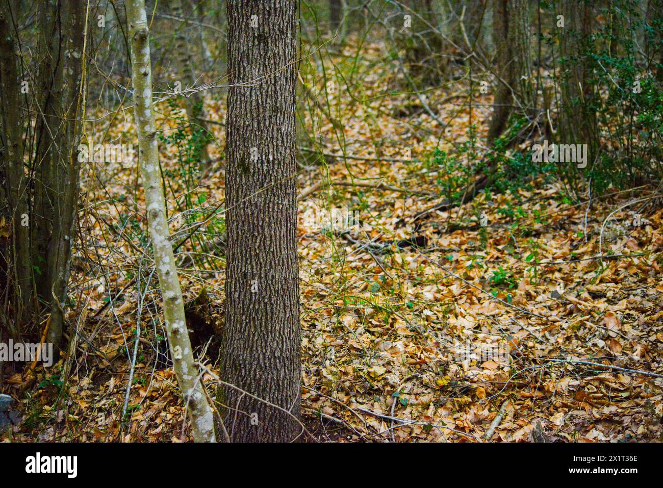 Detailed close-up of a tree trunk's textured surface, showcasing the ...